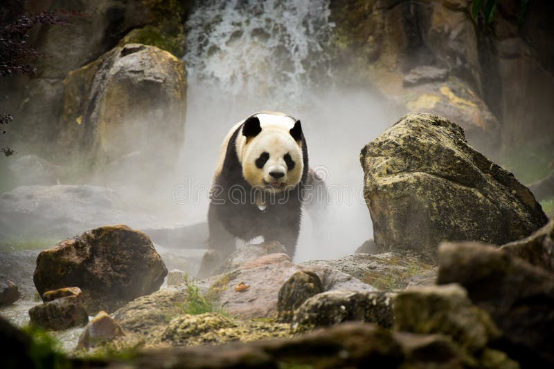 Beautiful Panda in the Nature Stock Image - Image of waterfall, beauval ...
