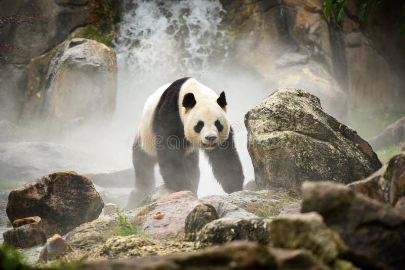 Beautiful Panda in the Nature Stock Image - Image of beauval, nature ...