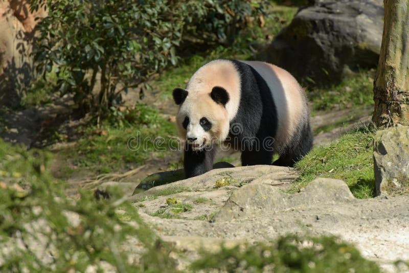 Beautiful Panda in the Nature Stock Photo - Image of park, beauval ...