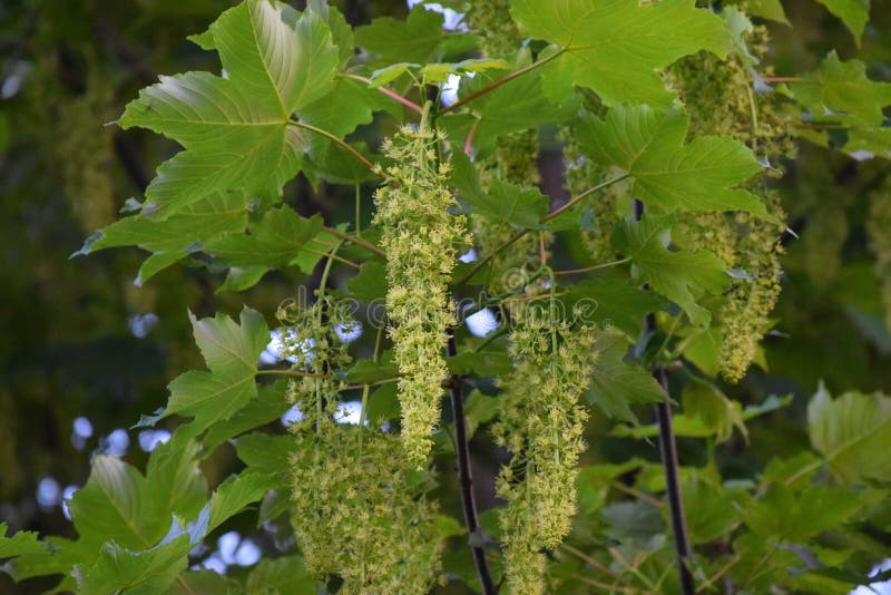 Sycamore blossom stock photo. Image of maple, blossoms - 219459360