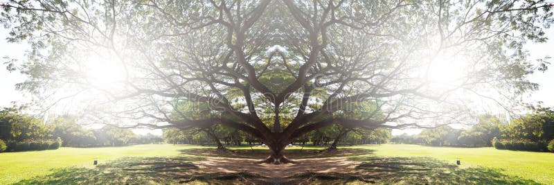 The Beautiful Panorama Big Tree and Sunrise Vintage Stock Image - Image ...