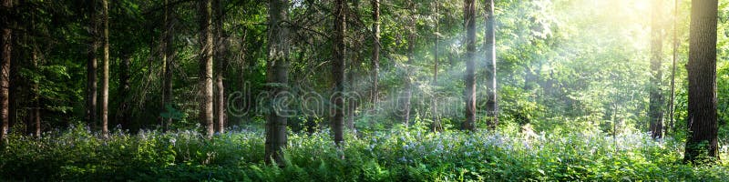 Beautiful Panorama of the Forest with Bright Rays of the Sun through ...