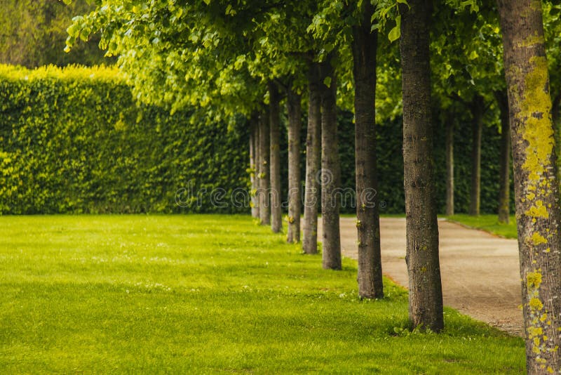 Beautiful Panorama Landscape with Sun and Forest and Meadow at Sunrise ...