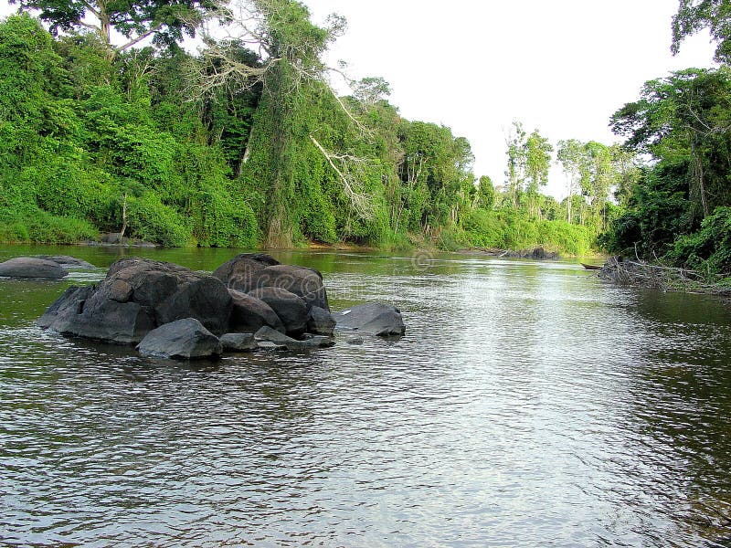 Beautiful Panorama of a River in the Amazon Forest Stock Image - Image ...