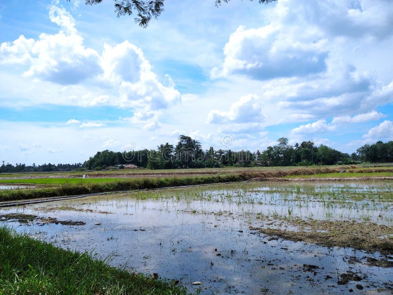 Beautiful Panorama, Views of Rice Fields and Countryside, Beautiful ...