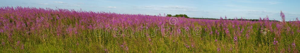 Beautiful Panoramic Field View Editorial Stock Image - Image of field ...