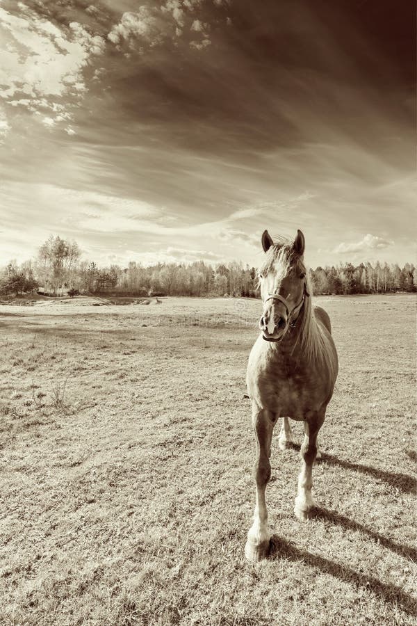 Beautiful Panoramic Landscape with Horse on the Spring Grass in Sunset ...