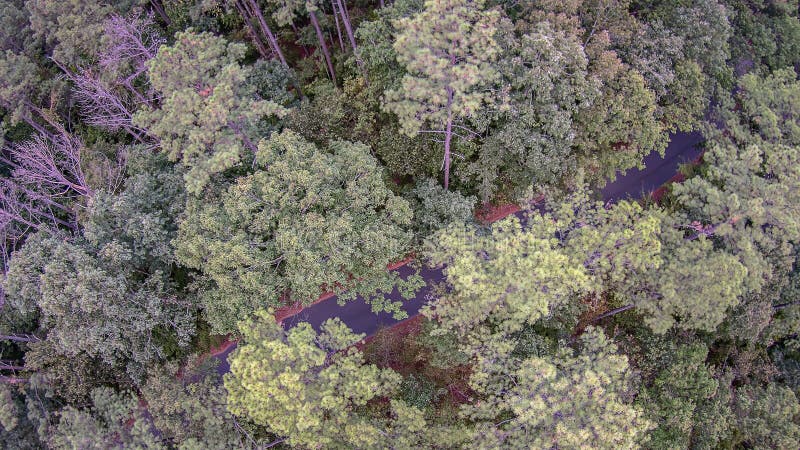 Beautiful Panoramic Photo Over the Tops of Thick Tree Forest. Aerial ...