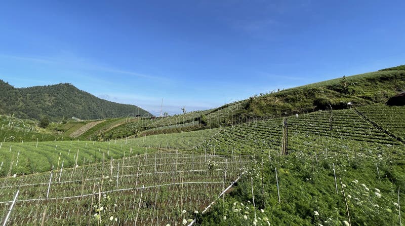 Beautiful Panoramic View of the Mountain and Green Fields, Lovely ...