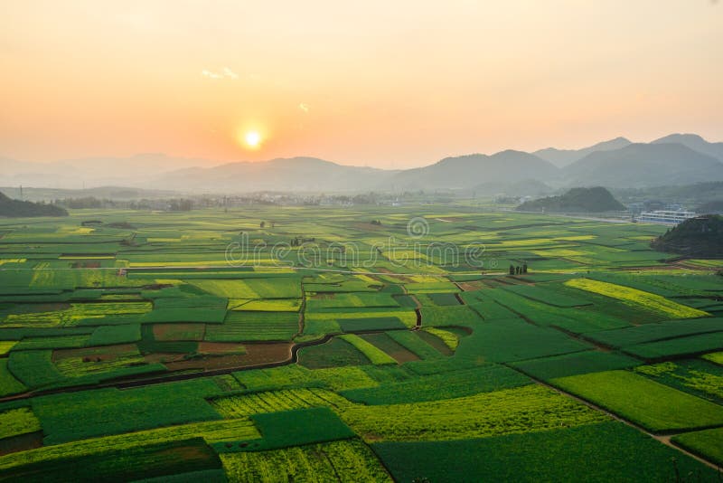 Canola Flower Fields Luoping China Stock Photos - Free & Royalty-Free ...