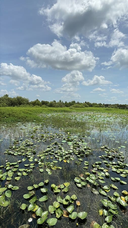 Panoramic View of the Swamp Wetlands Stock Image - Image of cities ...