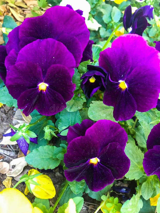 Beautiful Pansies Of Flowers In The Garden Stock Image - Image of plant ...