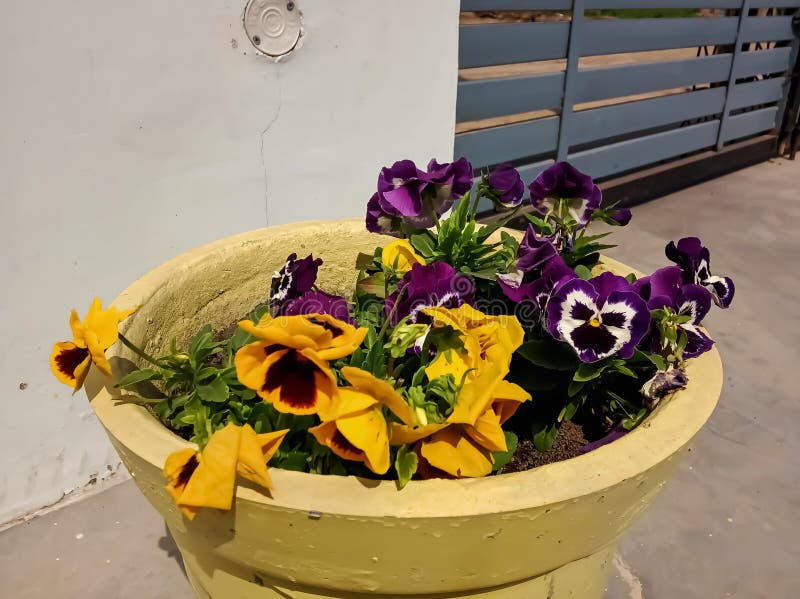 Beautiful Pansu Flower Awesome Image India Stock Photo - Image of pansu ...