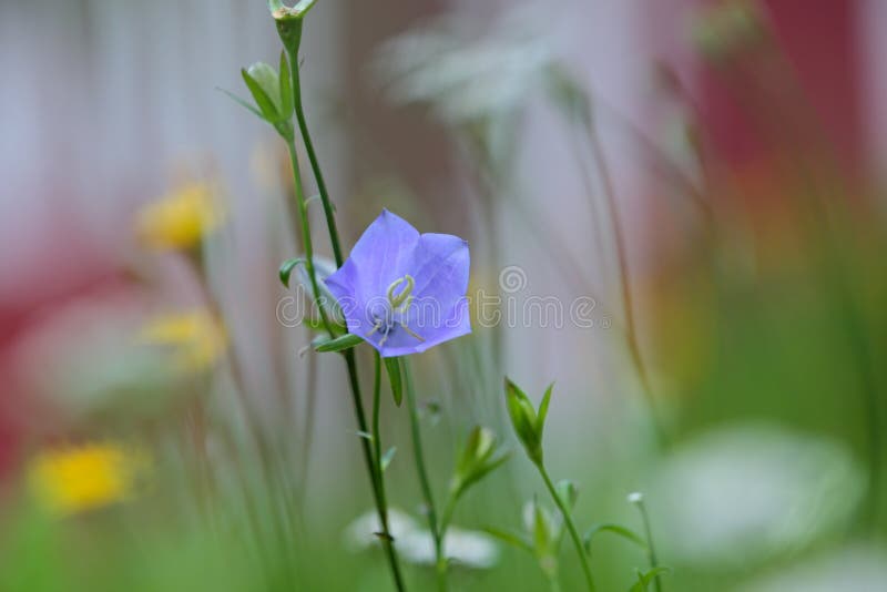 Beautiful Paper Flower Blooming in Late Summer Stock Photo - Image of ...