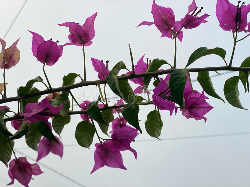 Beautiful Paper Flower and Clear Sky Stock Image - Image of nature ...