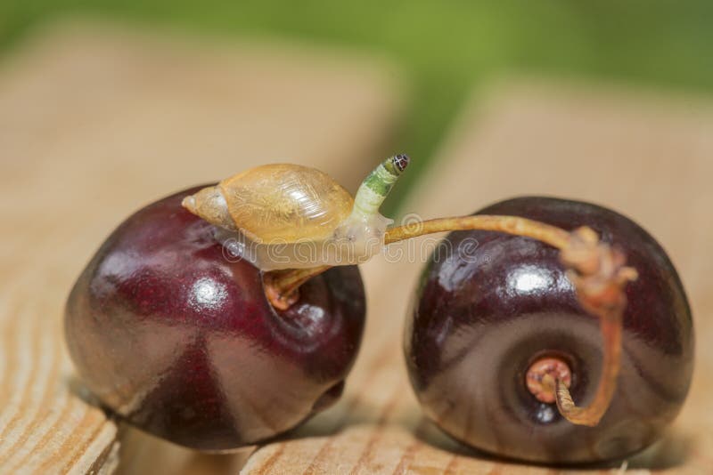 Beautiful parasite stock image. Image of macrofoto, cherries - 57072957