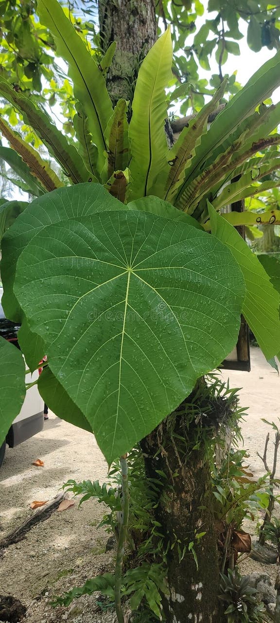 Beautiful Parasol Leaf Tree Stock Photo - Image of tree, leaf: 367418472