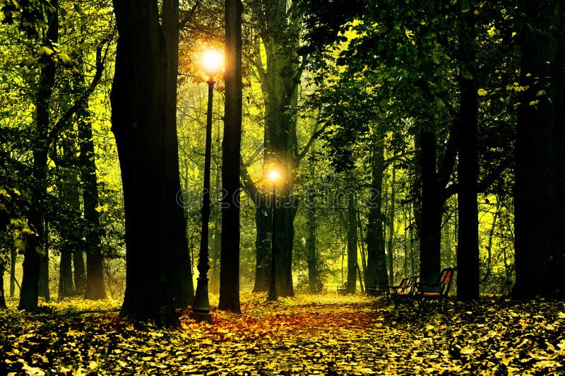 Park alley stock image. Image of foliage, green, passage - 51155497