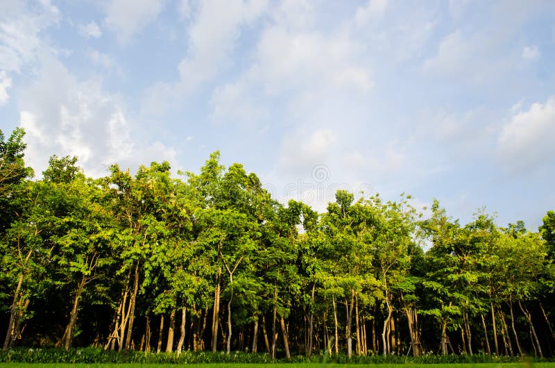 Beautiful park in blue sky stock image. Image of background - 24938723