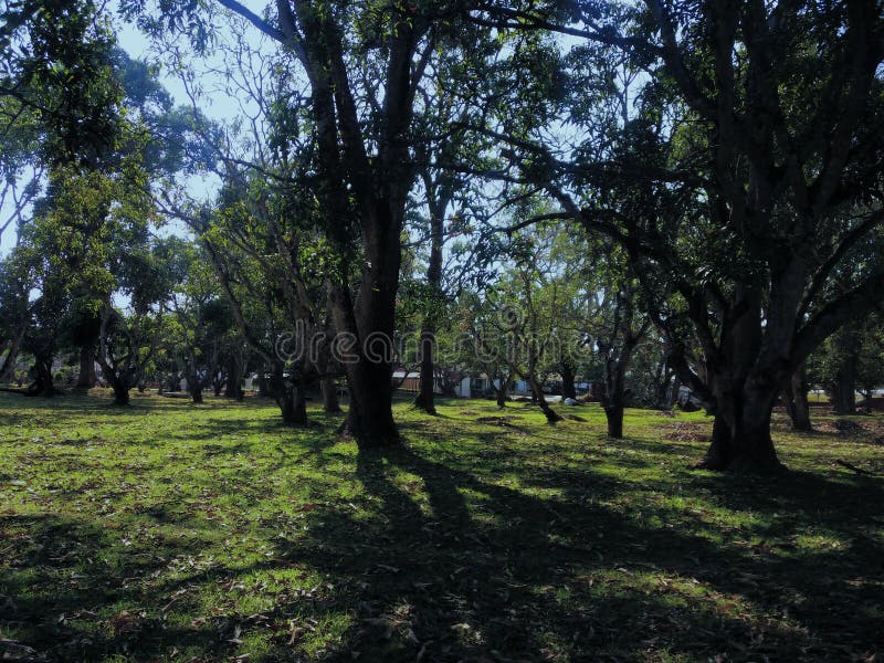 Beautiful Park Full of Trees Stock Image - Image of trees, beautifully ...