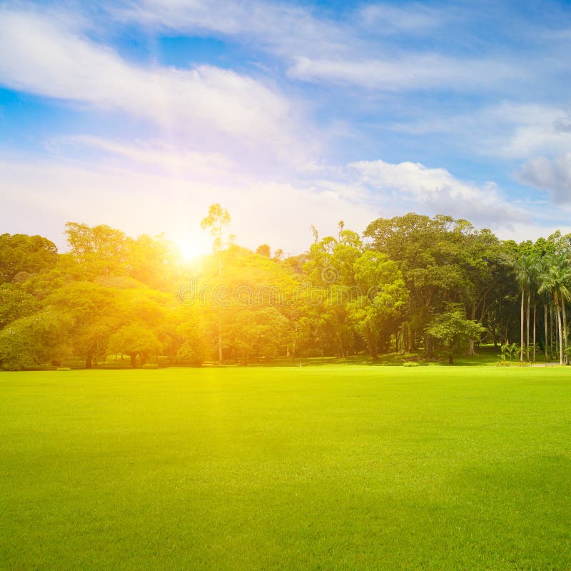 Beautiful Park with Green Lawn at Sunrise Stock Photo - Image of grass ...