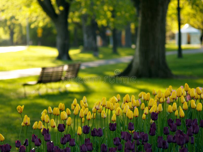 Beautiful park in spring stock photo. Image of blossom - 5728250