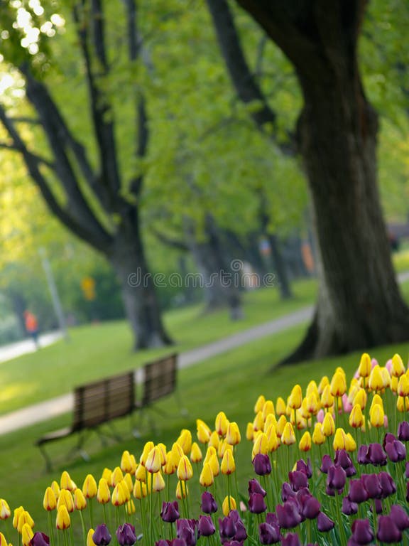 Beautiful park in spring stock photo. Image of quiet, colorful - 5870474