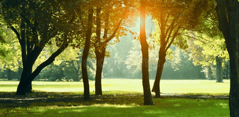 Sunshine at the Spring stock photo. Image of spring, pondeorsa - 95664726