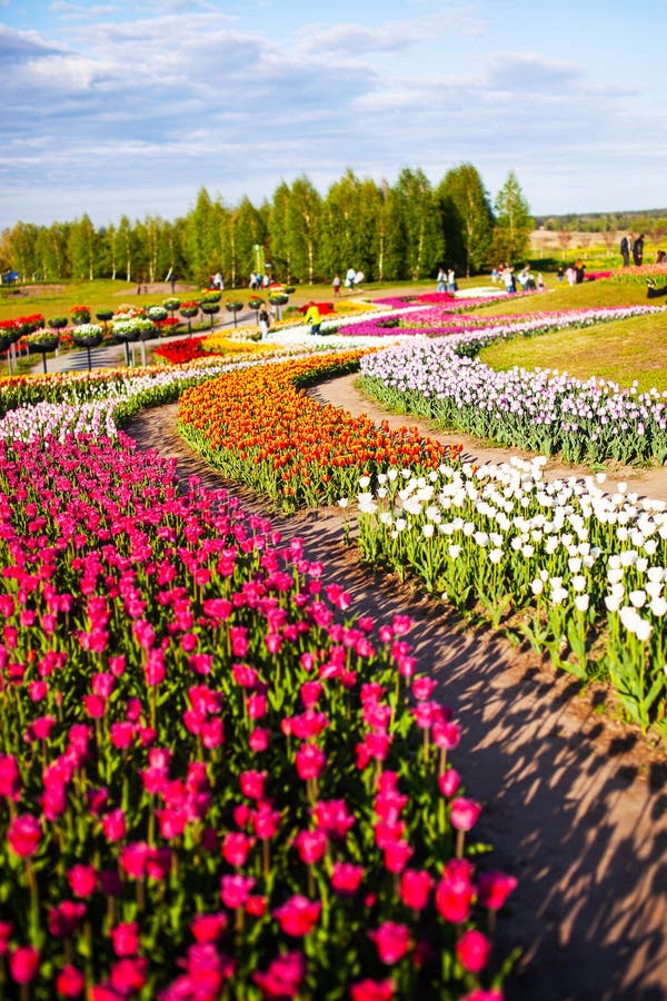 A Beautiful Park in Which Tulips Bloom on a Field Stock Photo - Image ...