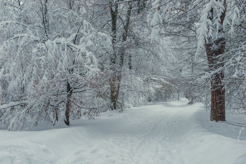 Beautiful Park in Winter after Heavy Snowfall Stock Image - Image of ...