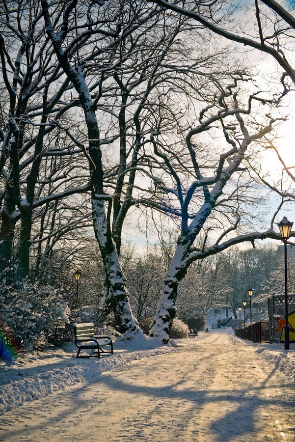Beautiful park in winter stock image. Image of blue, scene - 78253577