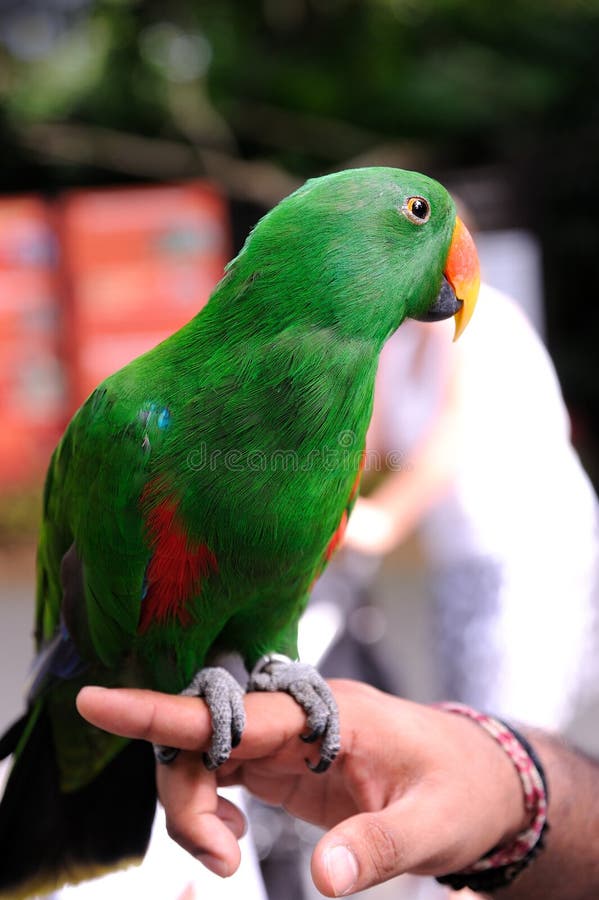Beautiful parrot stock image. Image of lovebirds, aviary - 23608353