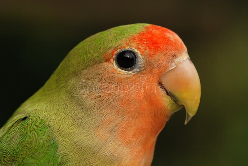 Beautiful parrot stock photo. Image of bird, nature, parrot - 2493474