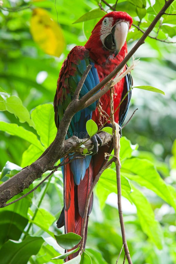 Beautiful parrot stock photo. Image of outdoors, bird - 27248734