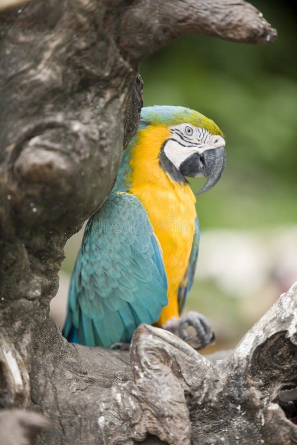 Beautiful Parrot Picture. Image: 4964038