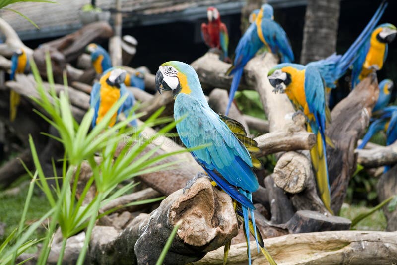 Beautiful parrot stock image. Image of colorful, feathers - 4964389
