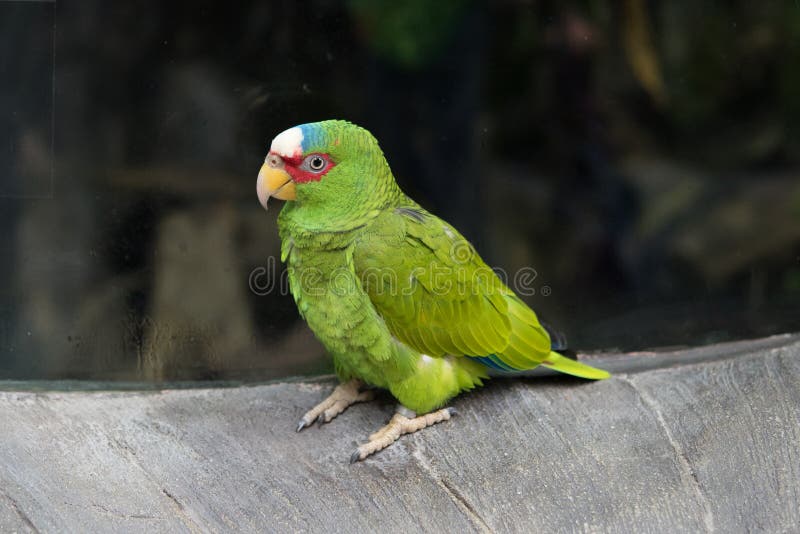 Beautiful parrot bird stock photo. Image of color, animal - 68864940