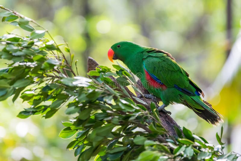 Beautiful Parrot on the Branch Stock Photo - Image of nature, parrot ...