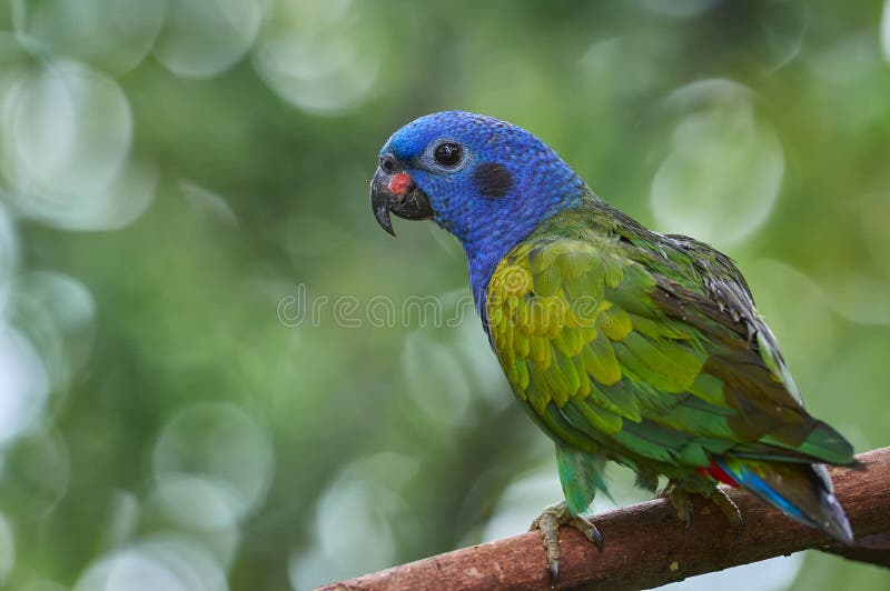 Beautiful Parrot on a Branch of a Tree Stock Image - Image of ...