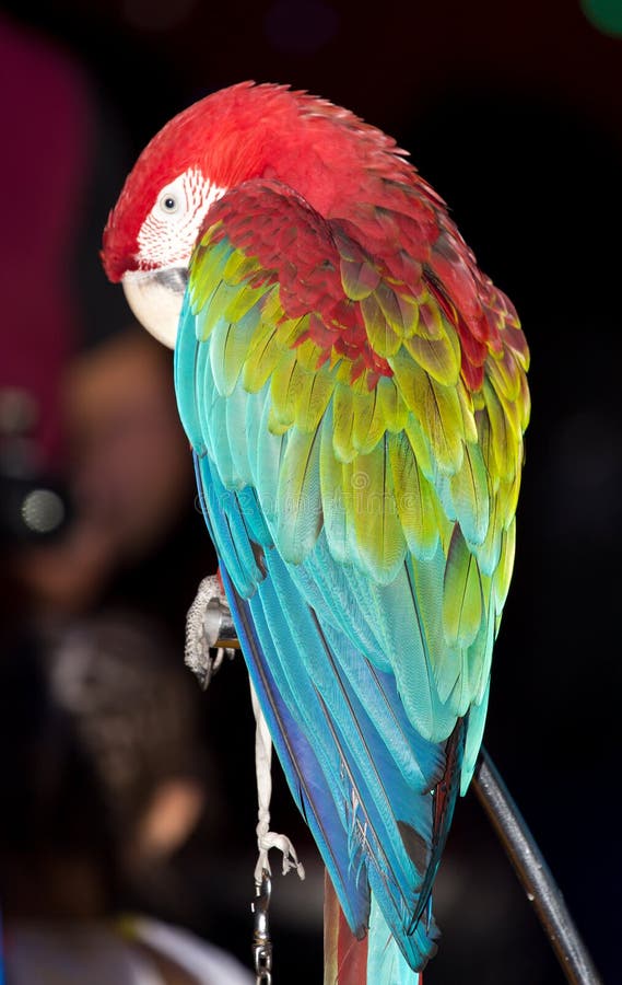 Beautiful parrot circus stock photo. Image of colorful - 105649624