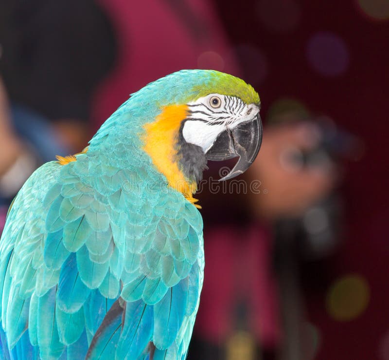 Beautiful parrot circus stock photo. Image of colorful - 106211404