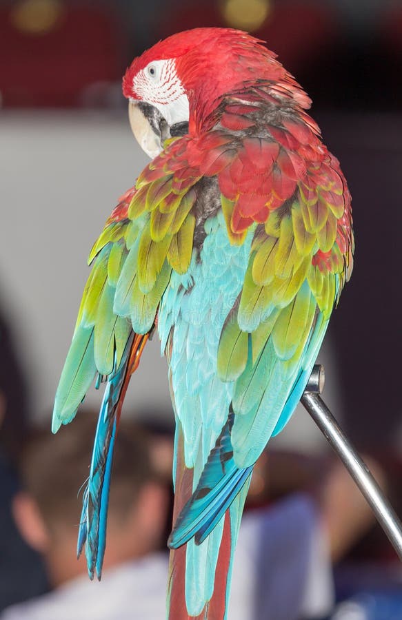 207 Circus Parrot Stock Photos - Free & Royalty-Free Stock Photos from ...