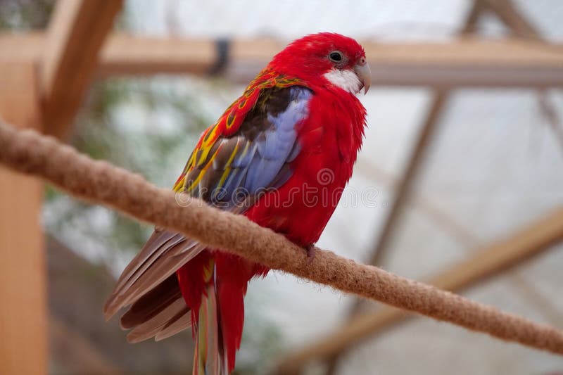 Beautiful Parrot with Colorful Feathers Sits on a Rope Stock Photo ...