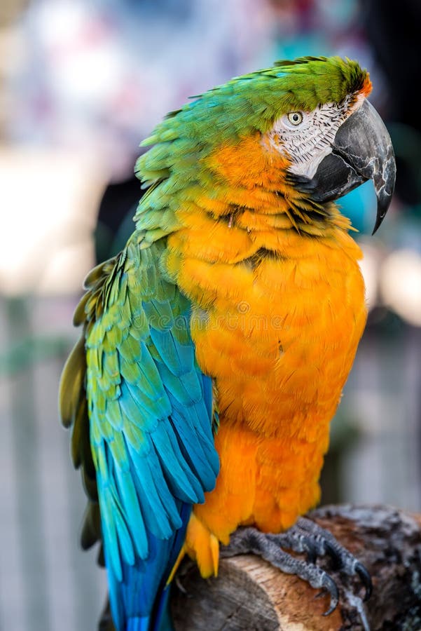 Beautiful parrot stock image. Image of exotic, papagayo - 104961513