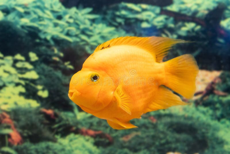 Beautiful Parrot Fish Swims in the Aquarium Stock Image - Image of ...
