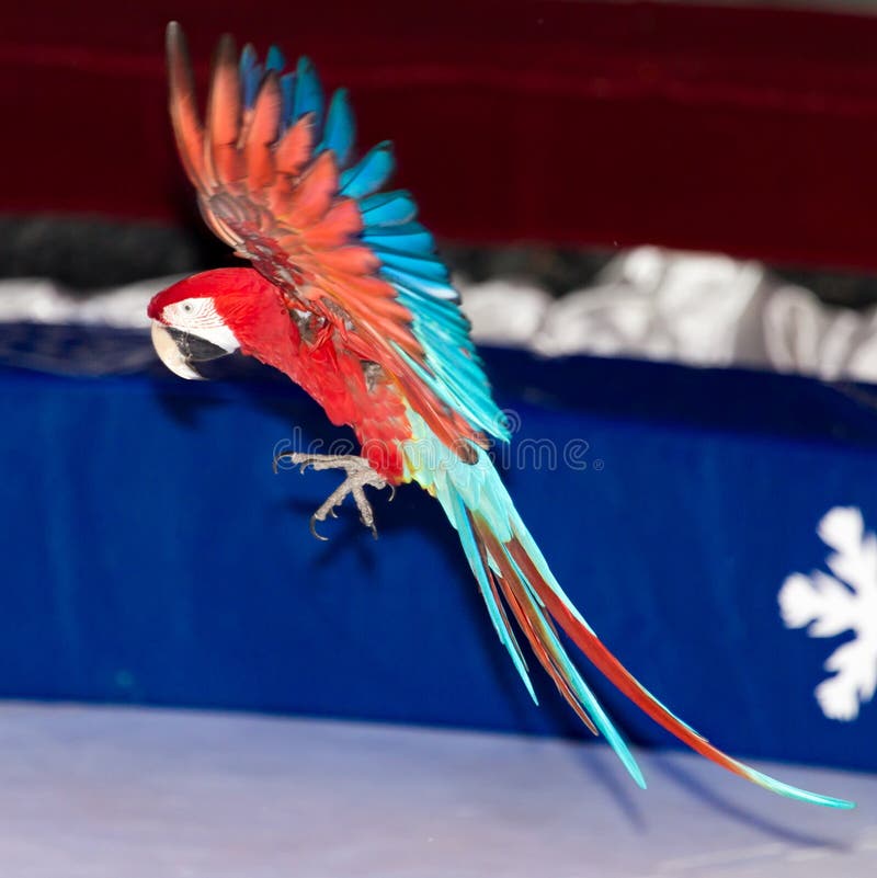 Beautiful parrot in flight stock photo. Image of beautiful - 105075798