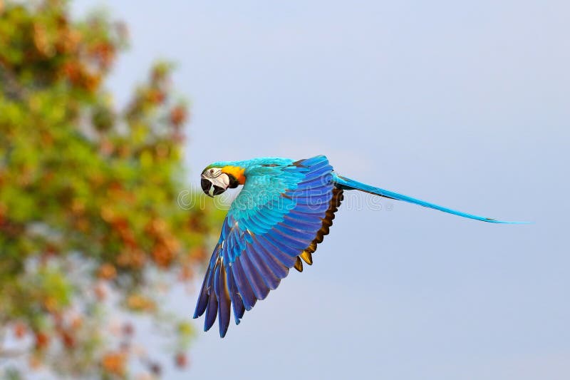 Beautiful of Parrot Flying in the Forest. Stock Photo - Image of ...