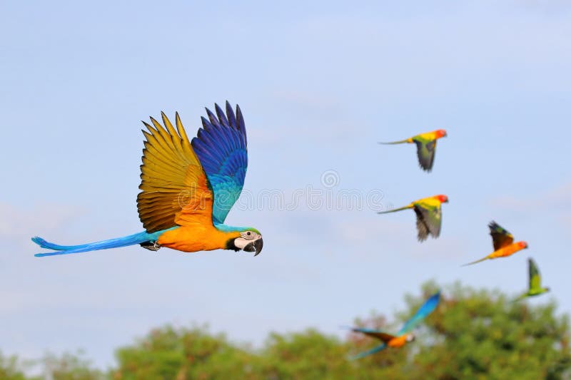 Beautiful of Parrot Flying in the Forest. Stock Image - Image of farm ...
