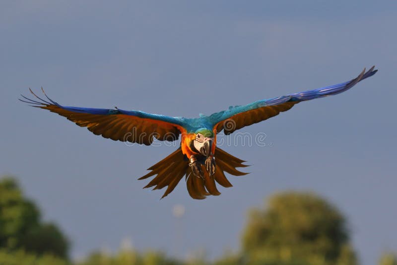 Beautiful of Parrot Flying in the Forest. Stock Photo - Image of love ...
