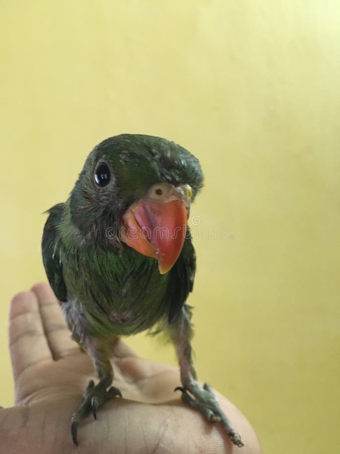 A beautiful parrot on hand stock photo. Image of green - 231386890